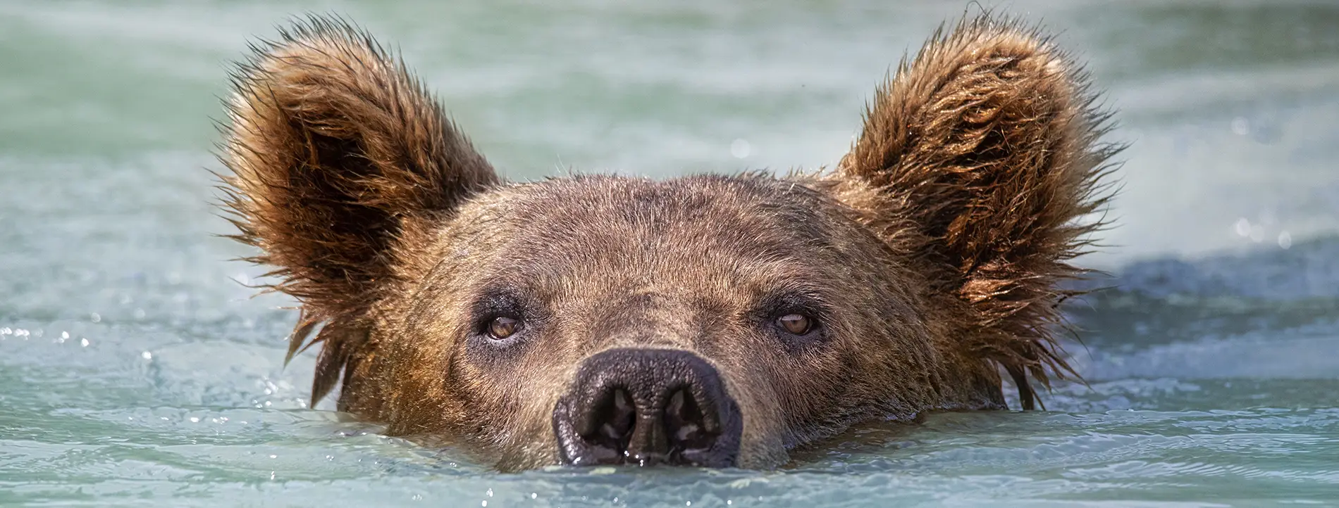 Alaska Lodge | Redoubt Bay Lodge | Wilderness Adventures