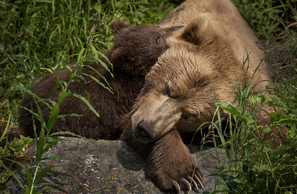 Alaska Excursions, Activities and Adventures – Redoubt Bay Lodge